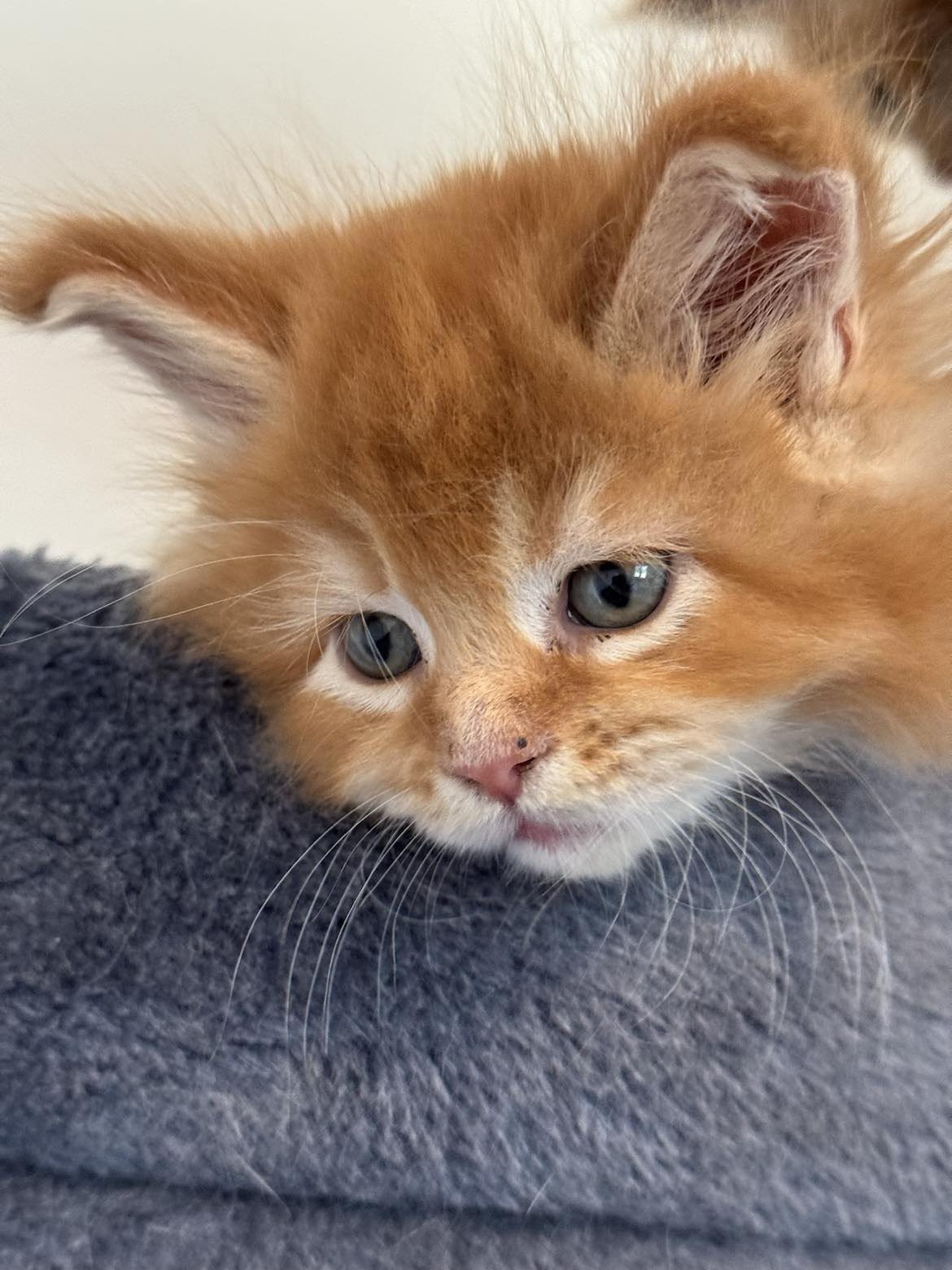Available Kittens - Sweet Shae's Maine Coon Cattery